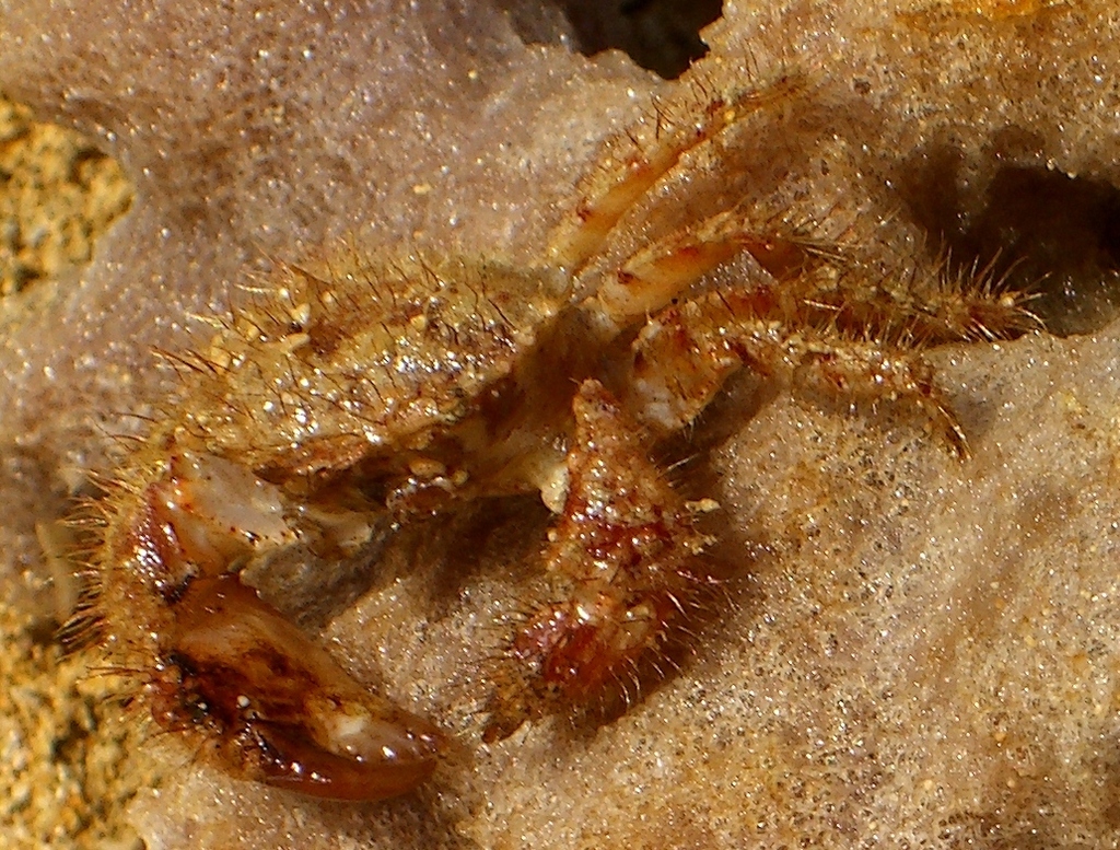 Pilumnidae from Ras Shukeir, Ras Gharib, Red Sea Governorate, Egypt on ...