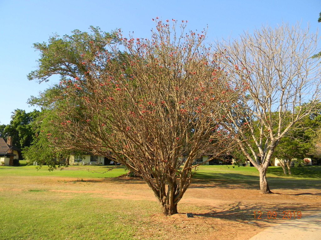 Red Bean Tree (Erythrina corallodendron) - Botanical Realm