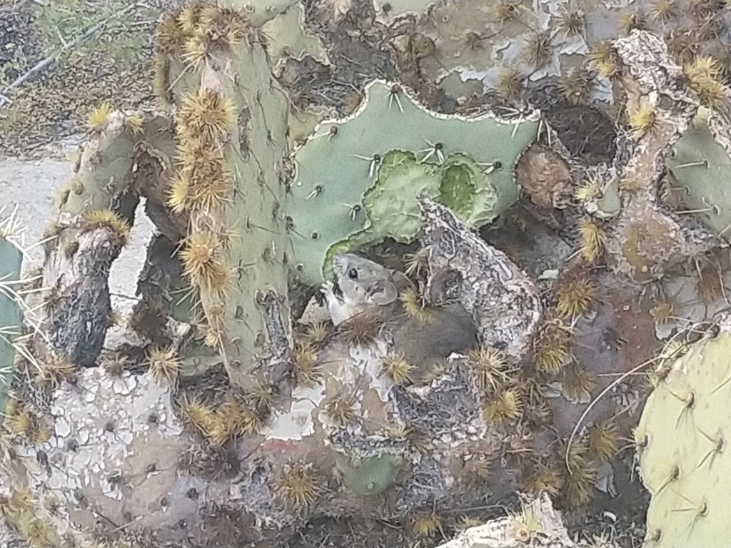 Cactus Mouse from Hueco Tanks State Park & Historic Site on November 24 ...