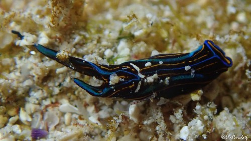 Observations by shallowreef · iNaturalist