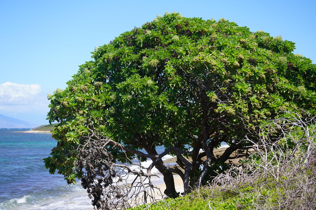 tree heliotrope from Maui County, HI, USA on August 19, 2019 at 02:13 ...