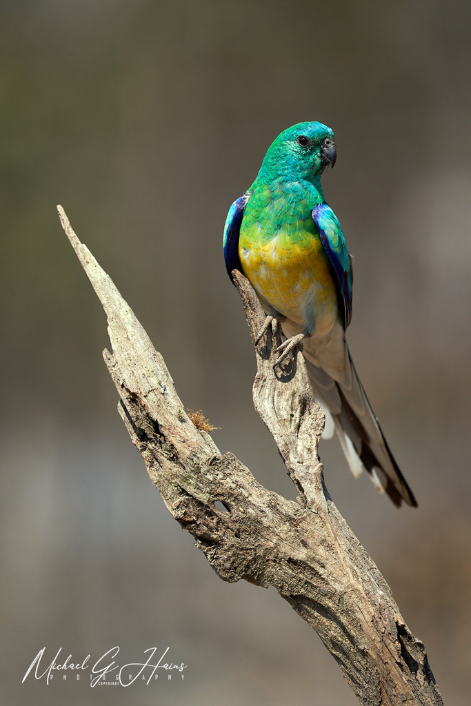 Red-rumped Parrot from Tenterfield NSW 2372, Australia on November 20 ...