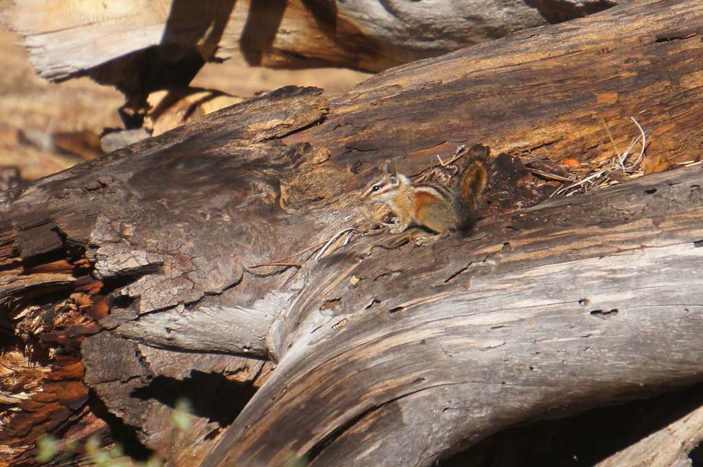 Chaparral Chipmunk (Neotamias obscurus obscurus) - Know Your Mammals