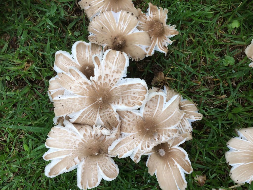 Termitomyces clypeatus (Fungi of southern Africa) · iNaturalist