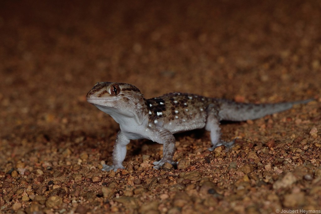 Turner's Thick-toed Gecko from Bosveld, South Africa on November 22 ...