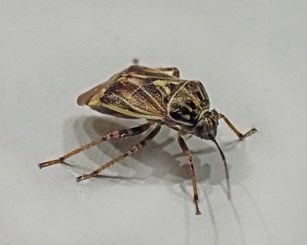 North American Tarnished Plant Bug from Salem, NH 03079, USA on ...