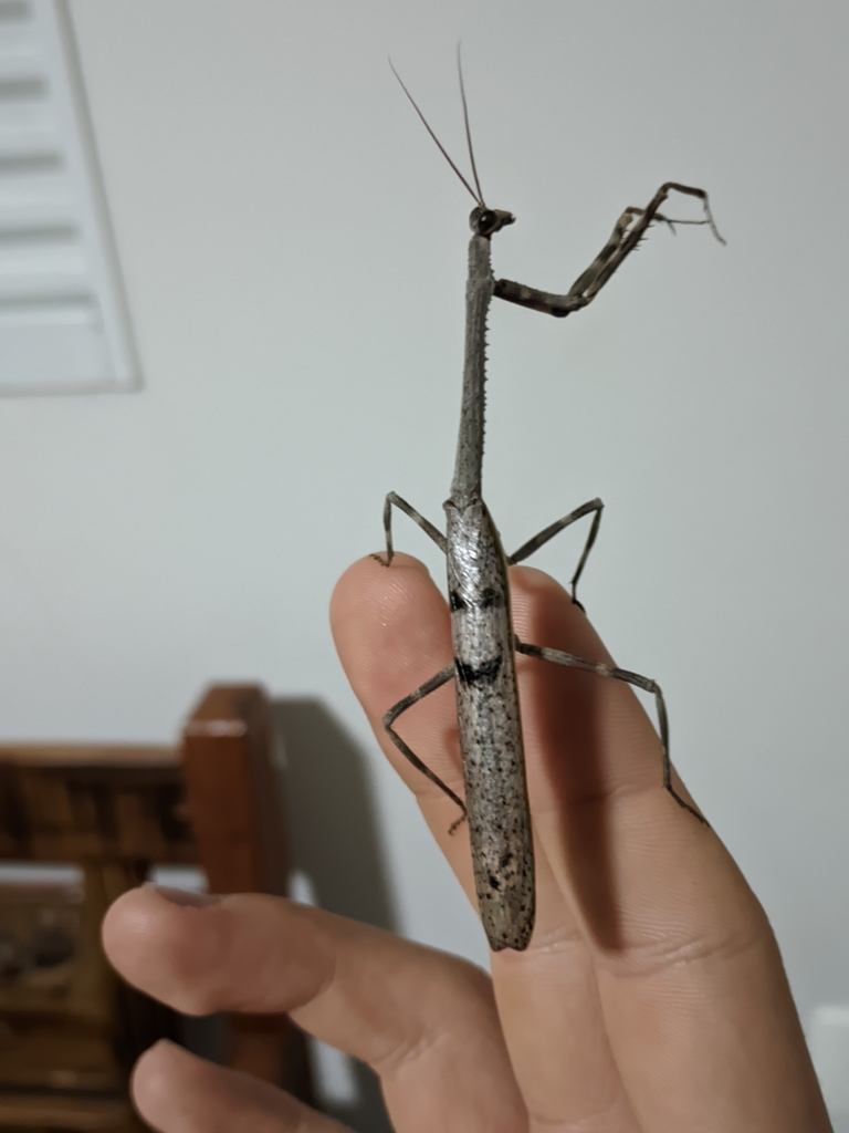 Pseudovates from FC69+HH - Pontevila, Formiga - MG, Brasil on September ...