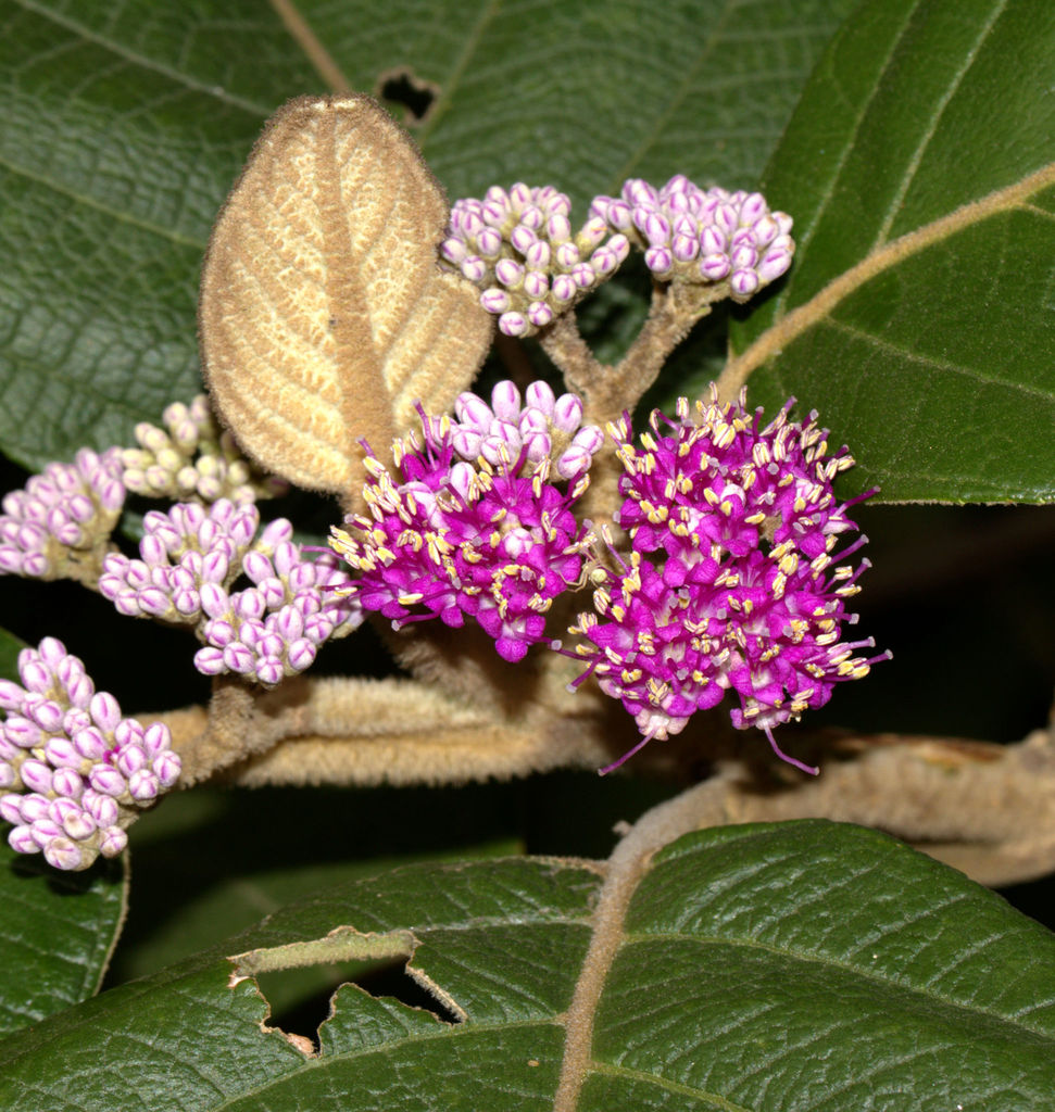 great woolly Malayan lilac (Callicarpa tomentosa) - Botanical Realm