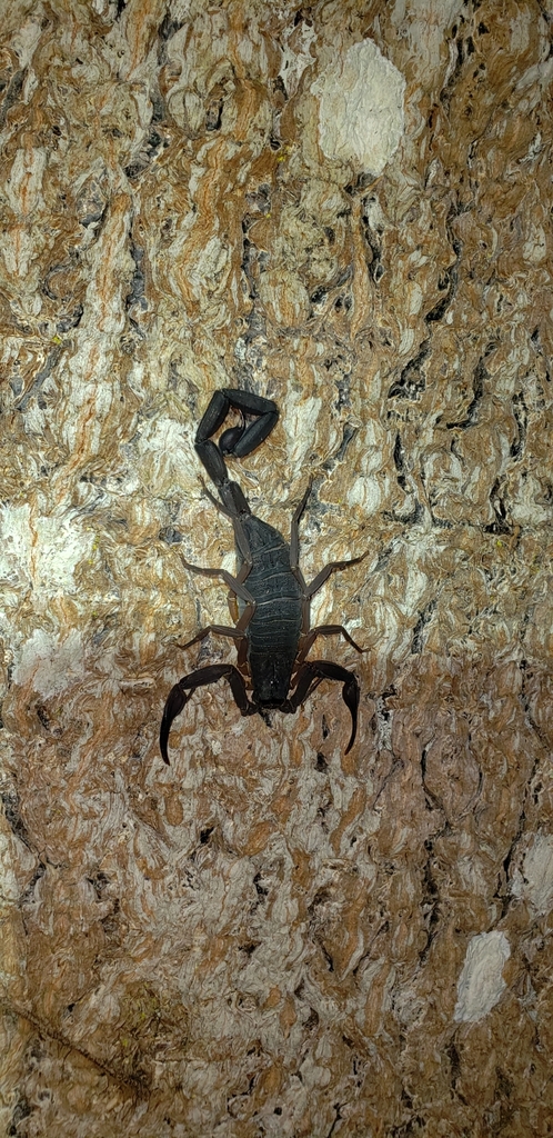 Slender Brown Scorpion from Stann Creek District, Belize on November 24 ...