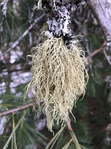 Liquen (Usnea subfloridana)