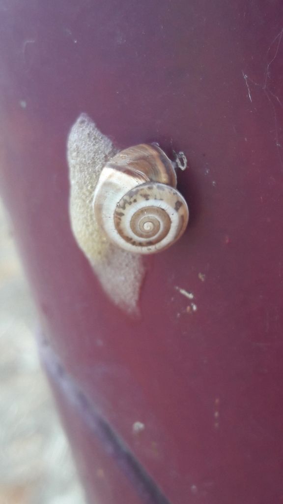 Monacha syriaca from Mina and Everard Goodman Computer Engineering ...