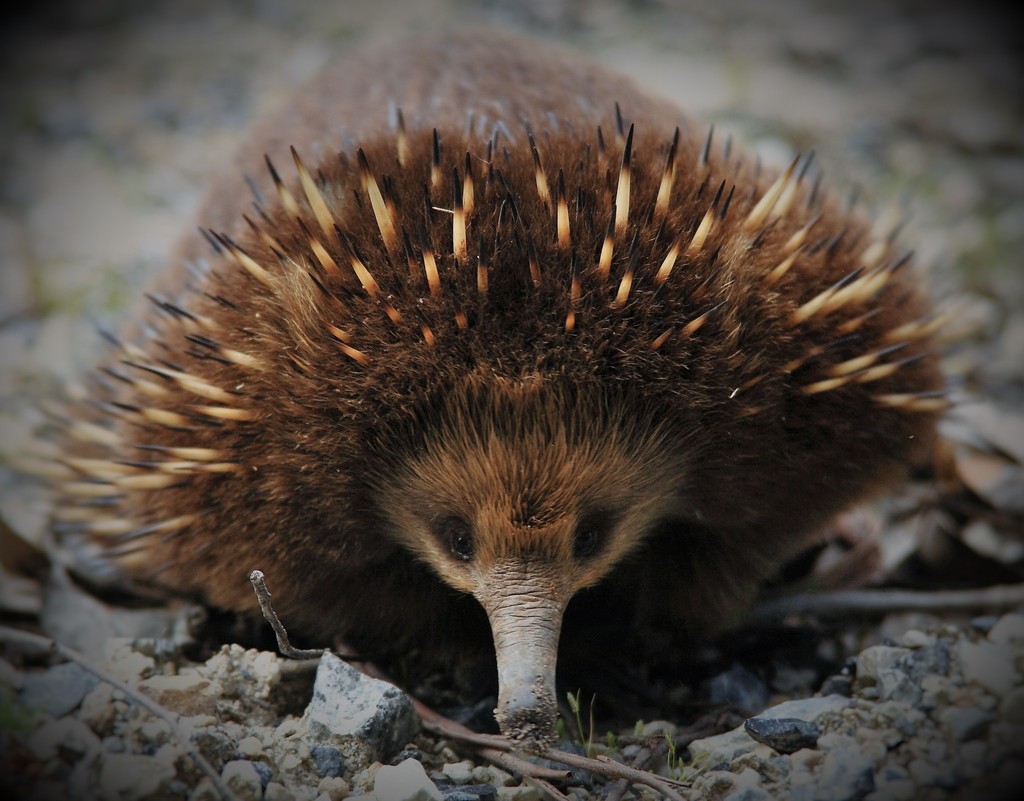 Monotremes (Monotremata) - Know Your Mammals