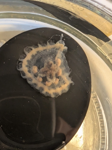 Atolla parva · iNaturalist