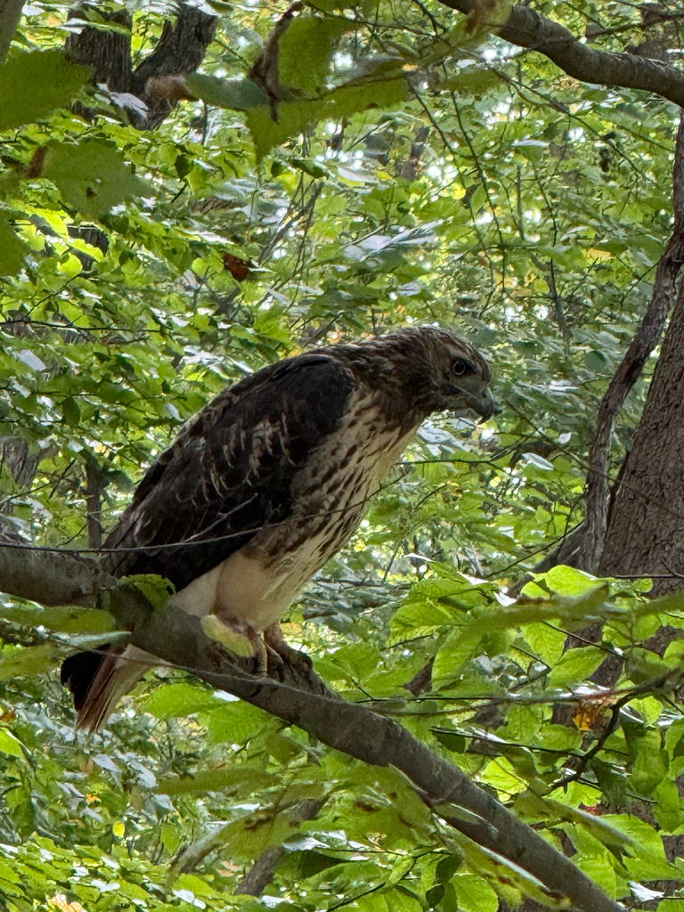 Red-tailed Hawk from Jones Mill Rd, Chevy Chase, MD, US on September 20 ...