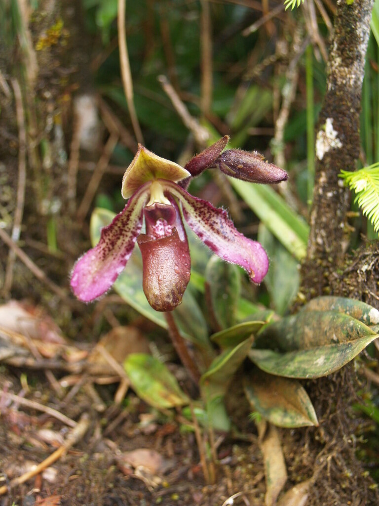 Paphiopedilum hookerae volonteanum in May 2008 by Ryan E. Gray ...