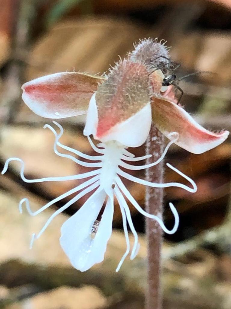 Anoectochilus albolineatus from Gunung Jerai on November 25, 2019 at 11 ...