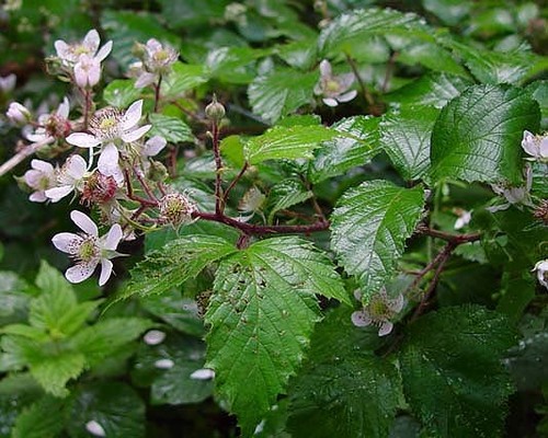 Hedgehog Bramble (Rubus echinatus) · iNaturalist