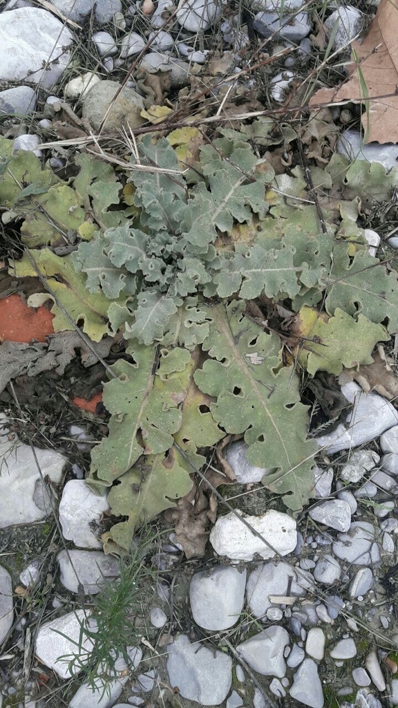 wavyleaf mullein on December 04, 2016 at 03:52 PM by mikamika. A ...