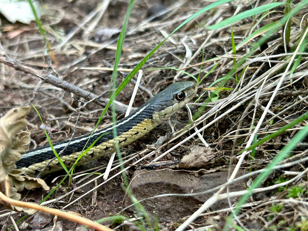 Common Garter Snake from Greenstone Ridge Trail, Houghton, MI, US on ...
