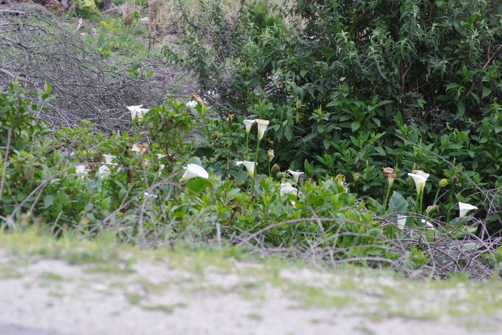 calla lily from Prince Alfred Pass, R339, traveling north to south from ...