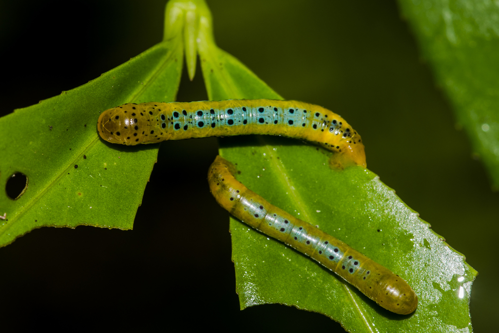 False Tiger Moth (Common Caterpillars of Hong Kong) · iNaturalist