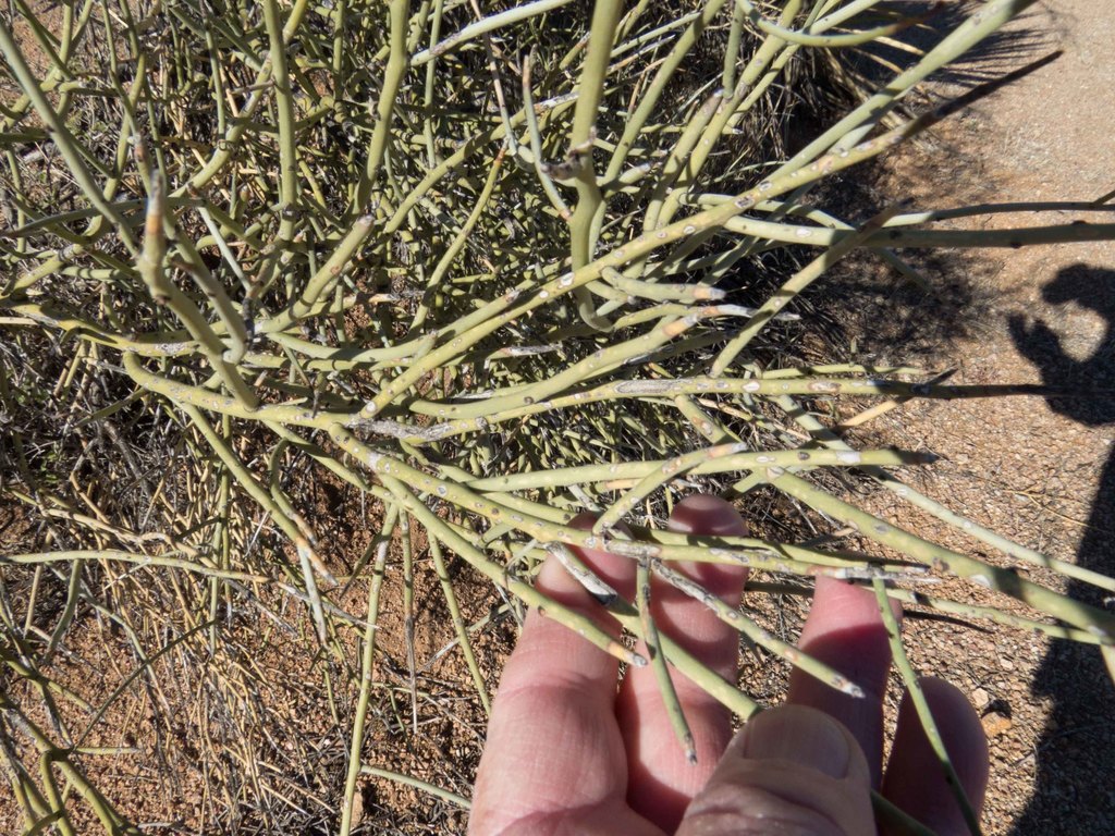 crucifixion thorn (Canotia holacantha) - Botanical Realm
