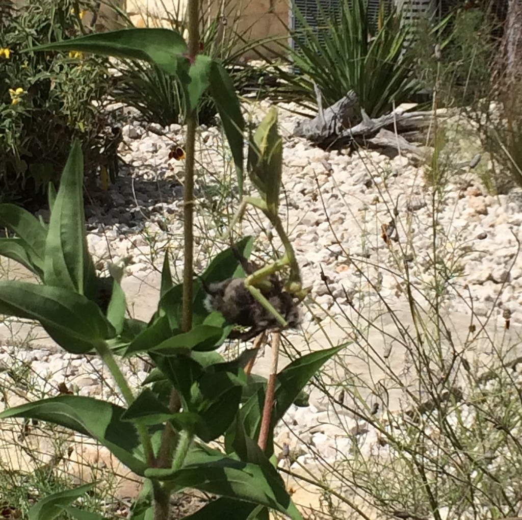 Arizona Mantis from Medina County, TX, USA on September 23, 2016 at 03: ...