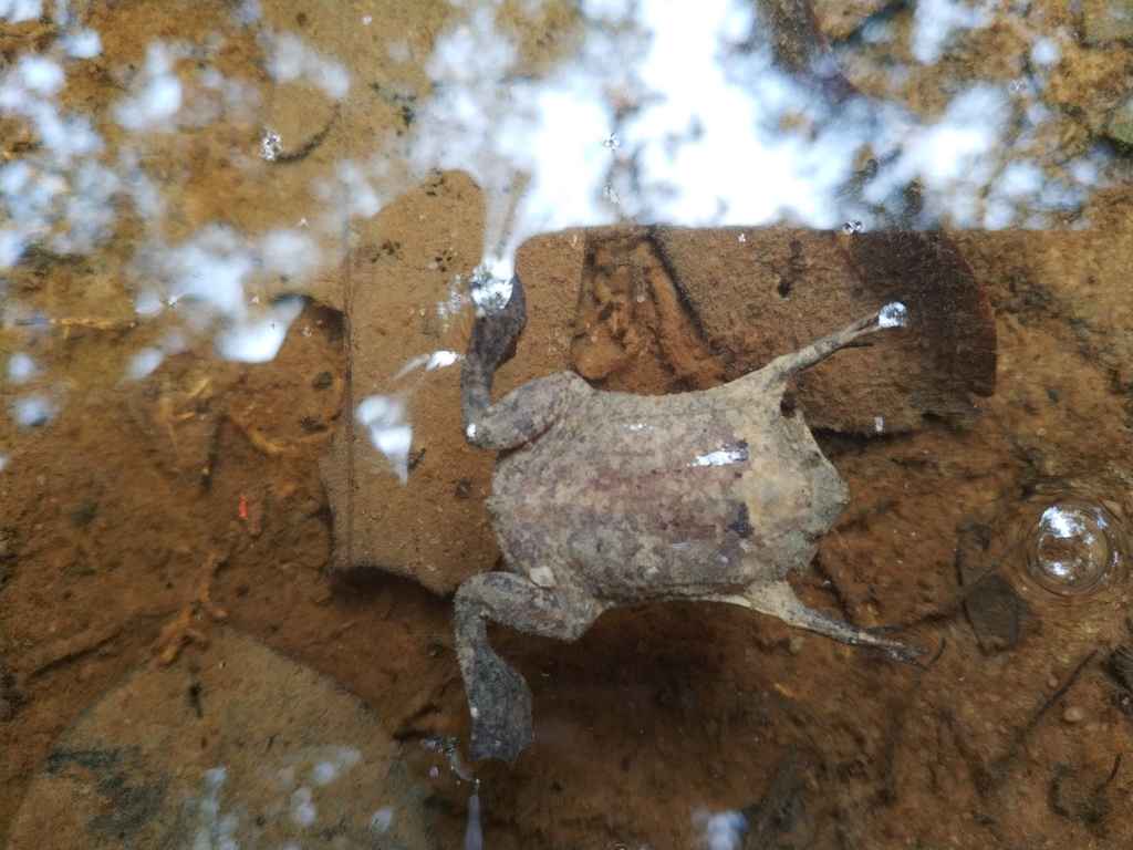 Suriname Toad from Bigi Poika, Suriname on May 26, 2018 at 01:18 PM by ...