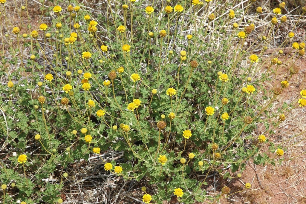 Sticky Brittlebush from USA, Arizona, Coconino County, US Highway 89A S ...