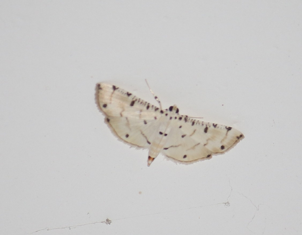 Pycnarmon cribrata from PM7X+JRX, Dhaktebag, Querim, Goa 403524, Индия ...