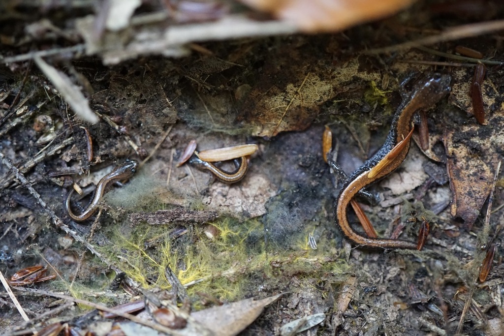 Eastern Red-backed Salamander from Parry Sound District, ON, Canada on ...