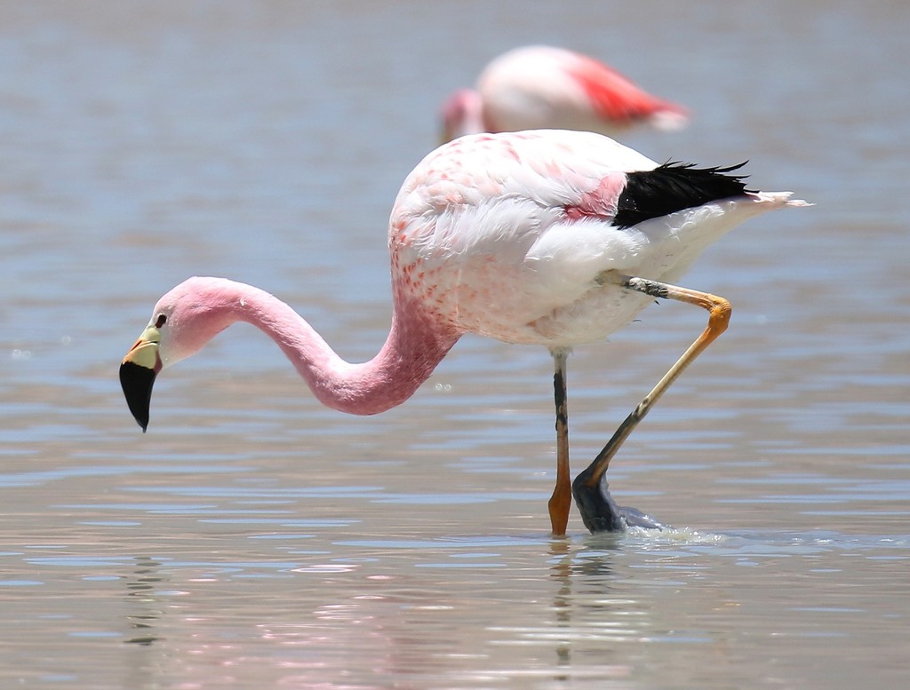 Andean Flamingo (Phoenicoparrus andinus) - Avian Discovery