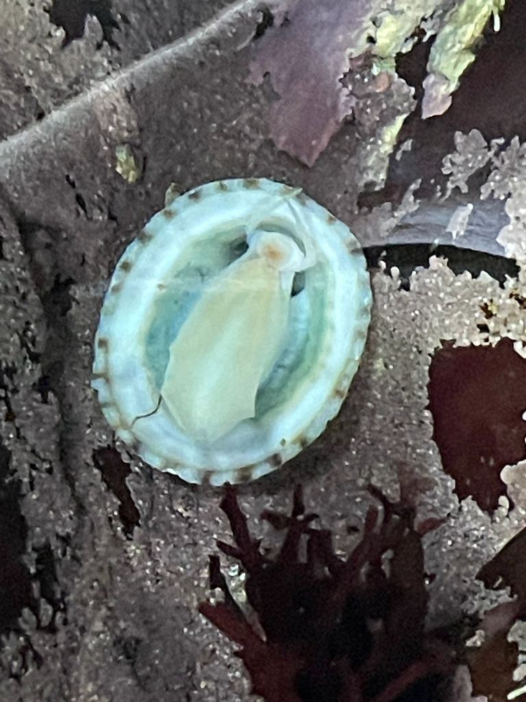 Tortoiseshell Limpet from Ocean Ave, Kennebunkport, ME, US on September ...