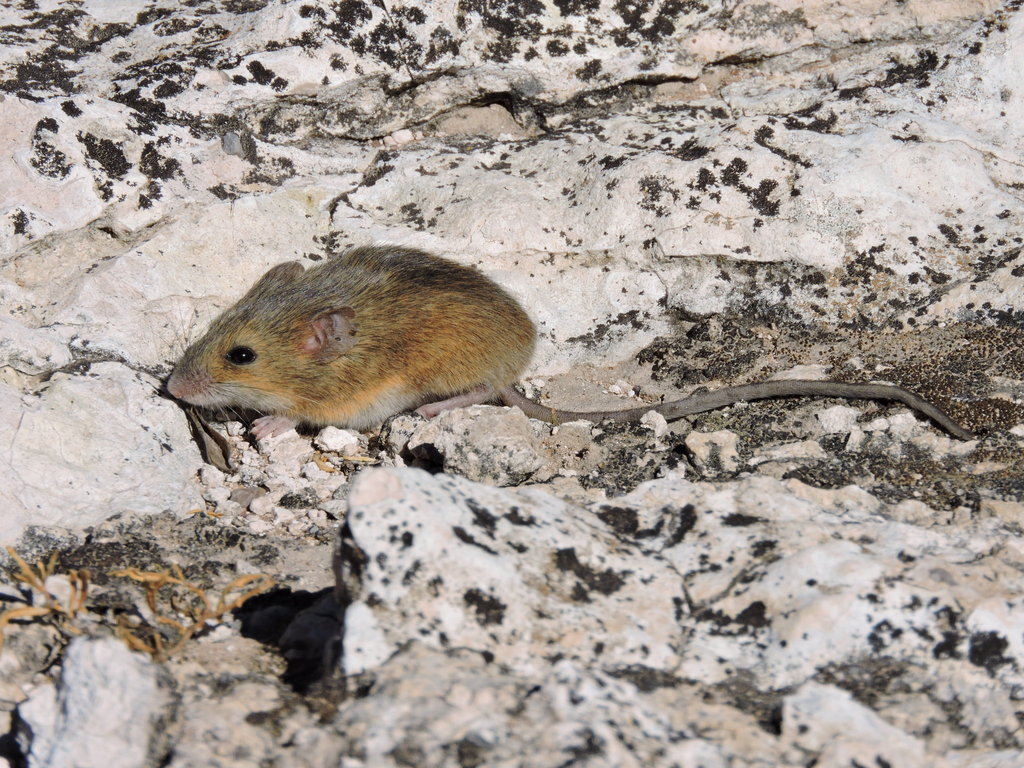 Fulvous Harvest Mouse from Venado, S.L.P., México on February 19, 2016 ...