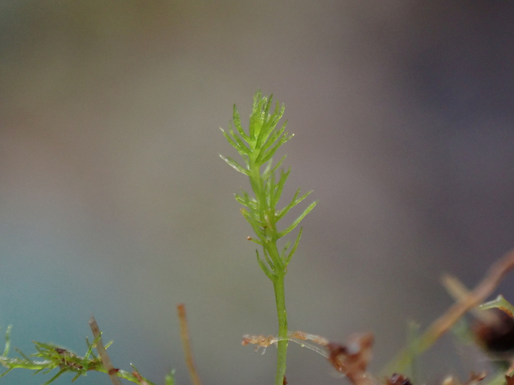 Takakia lepidozioides from Mount Waddington, BC, Canada on September 8 ...