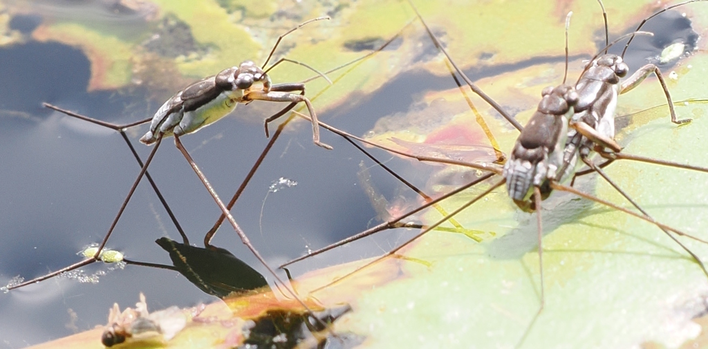 Neogerris hesione from Town Center, Columbia, MD, USA on September 20 ...
