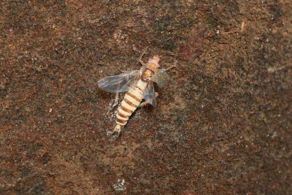 Entomophthoraceae from Crawford County, IN, USA on September 20, 2025 ...