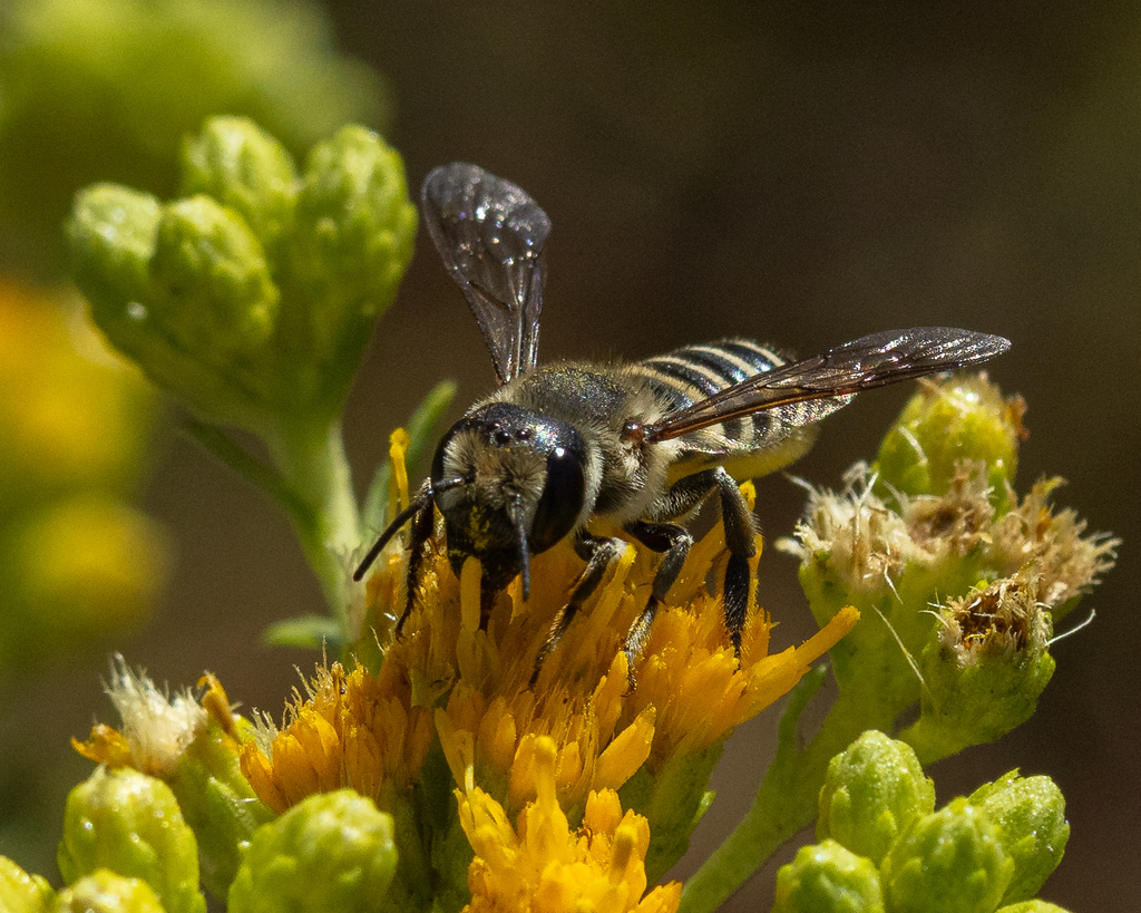 Megachile fidelis from Kensington, San Diego, CA, USA on September 3 ...