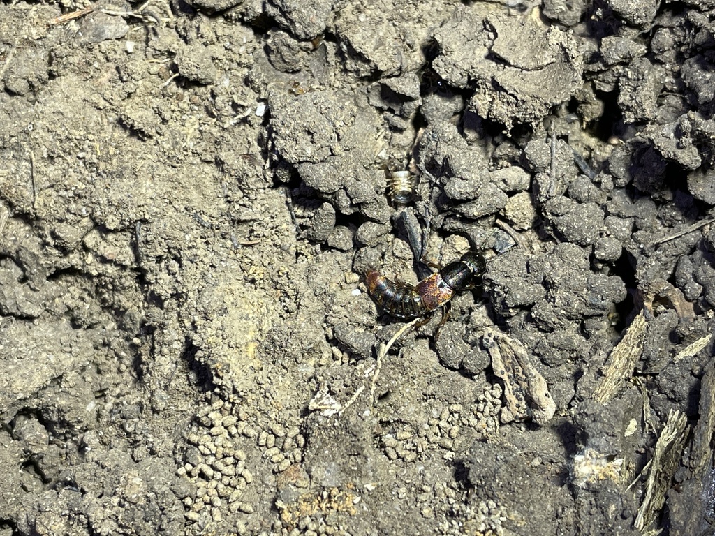 Cinnamon Rove Beetle from Marsh Trail, 普林斯顿, NJ, US on September 20 ...