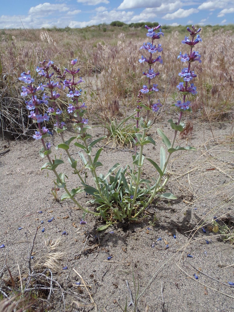 Sharpleaf Penstemon (PEAC) (OCTC Flora Guide) · iNaturalist