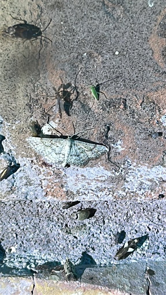 Drab Brown Wave from General Brant Rd, Rio Hondo, TX, US on September ...