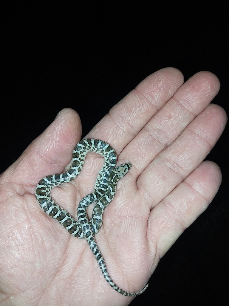 Glossy Snake from Sherlock Township, KS, USA on September 20, 2025 at ...