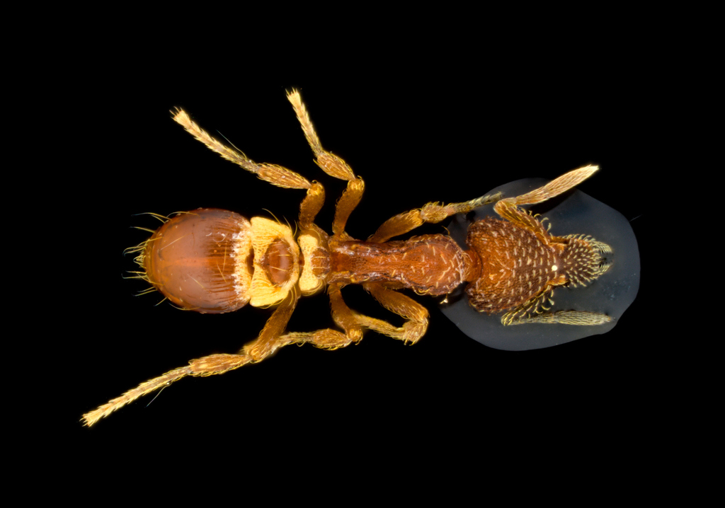 Mustache and Pygmy Snapping Ants in September 2025 by Ben Gruver. Not ...