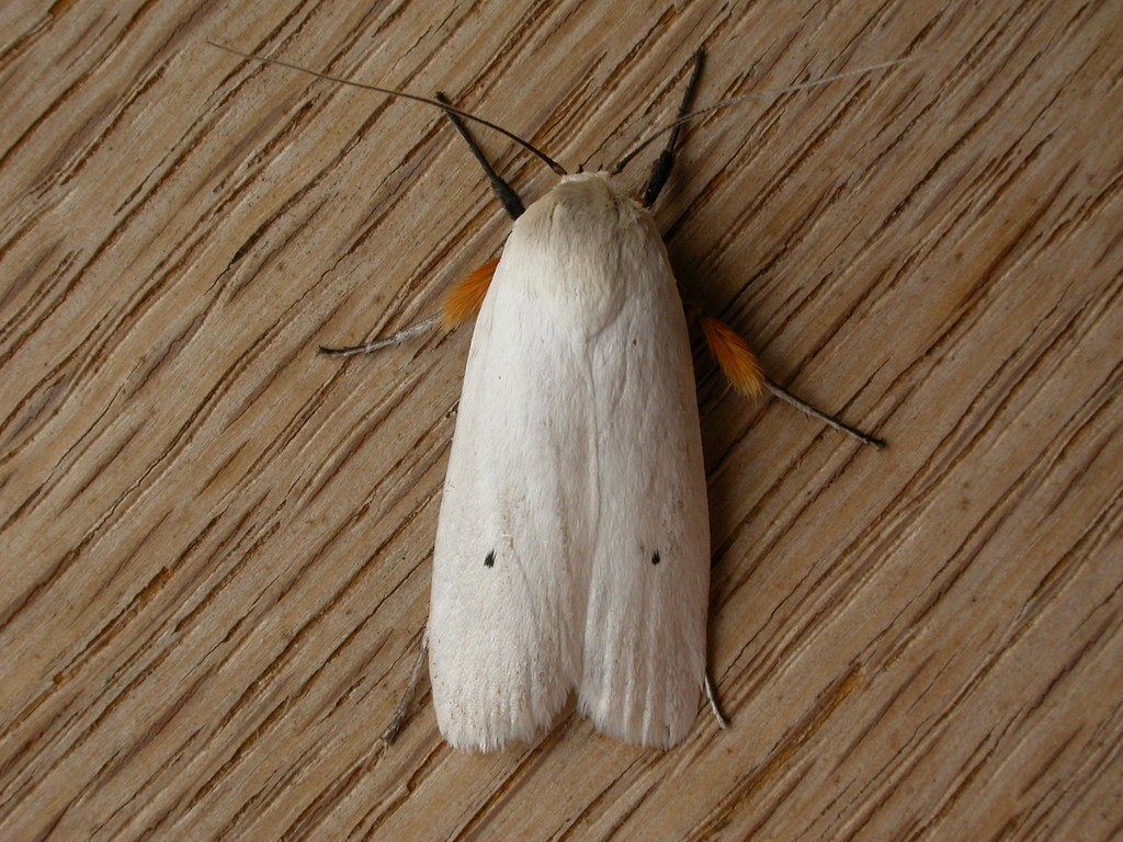 Fruit Tree Borer (Butterflies and Moths of Casey, VIC, AU) · iNaturalist