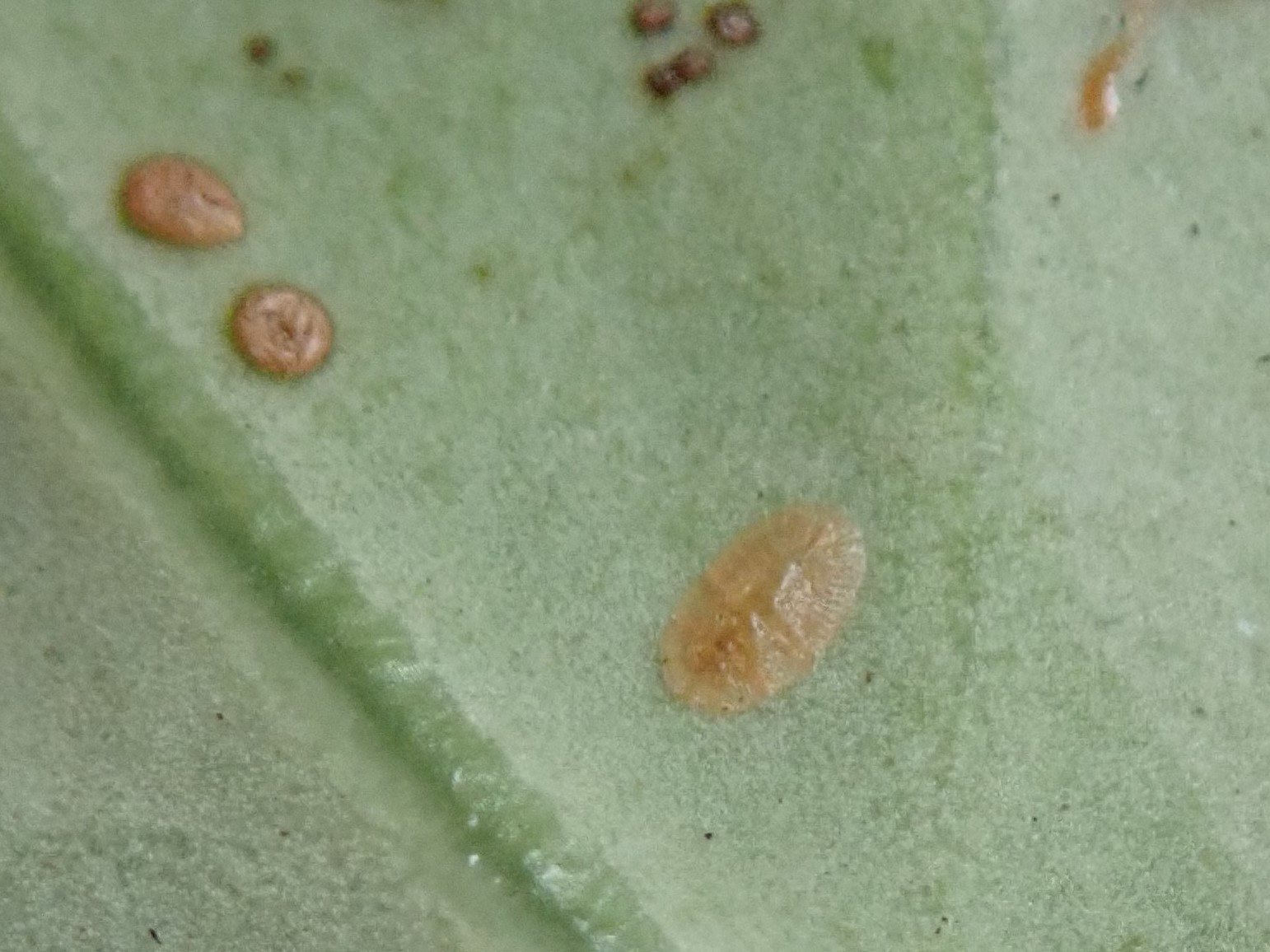 Coccus hesperidum Linnaeus, 1758