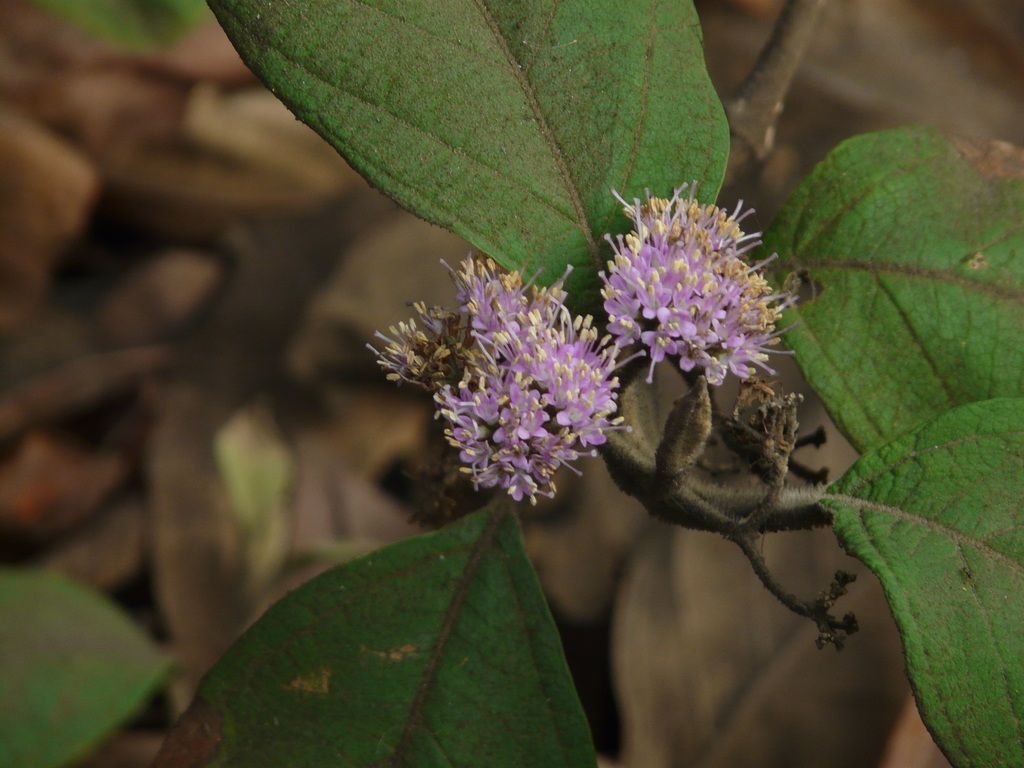 great woolly Malayan lilac (Callicarpa tomentosa) - Botanical Realm