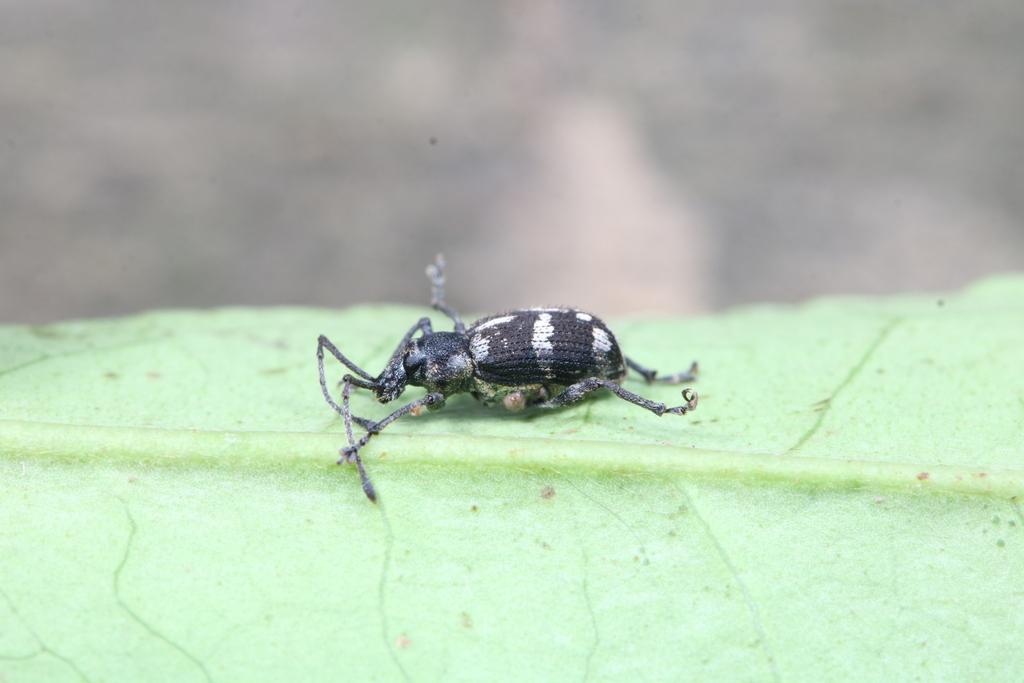 Myllocerinus viridiornatus from Huangshan, CN-AH, CN on July 06, 2020 ...