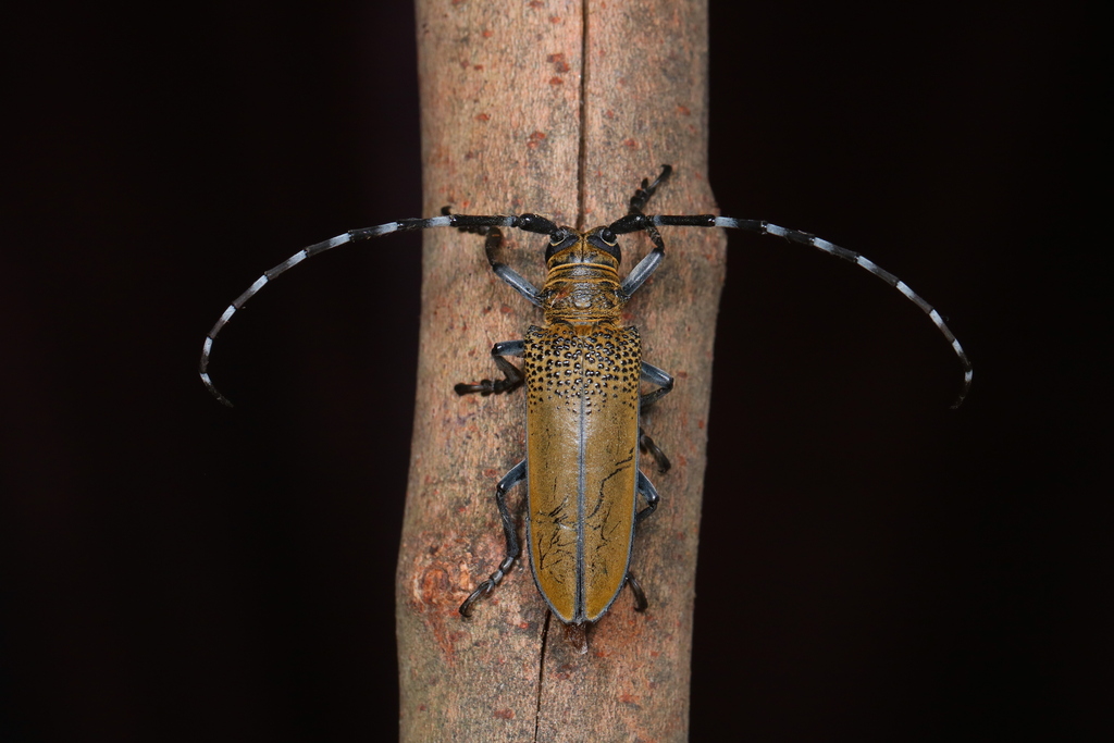 Apriona rugicollis from Huangshan, CN-AH, CN on July 16, 2020 at 03:19 ...