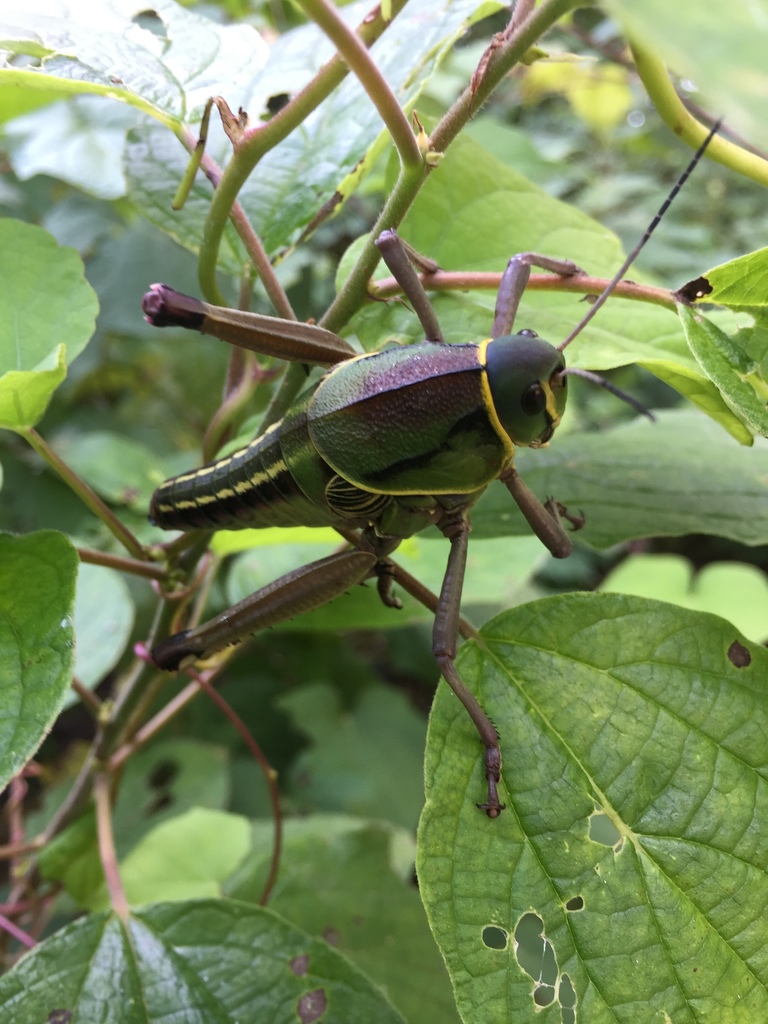 Brachystola behrensii from Cosalá, SIN, MX on September 11, 2019 at 10: ...
