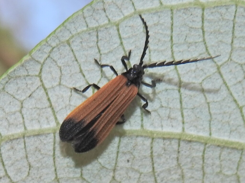 Net-winged Beetles from Talegalla Weir QLD 4650, Australia on September ...
